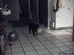 GIF reaction fail kitty - animated GIF on GIFER