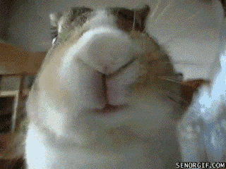 Chewing GIF - Find on GIFER