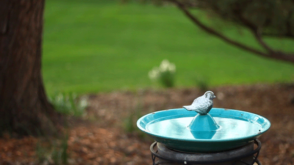 Cinemagraph bird bath GIF - Find on GIFER