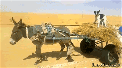 Donkey cart driver GIF - Find on GIFER