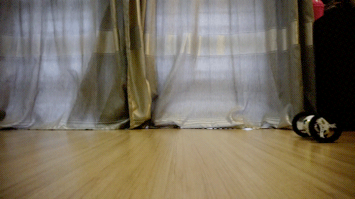 Parrot jumping bb 8 GIF - Find on GIFER