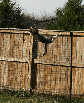 GIF fence - animated GIF on GIFER