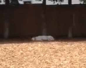 GIF hello - animated GIF on GIFER