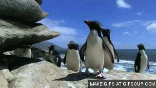 Penguins GIF - Find on GIFER