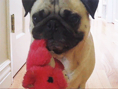 Pug pugs cute GIF - Find on GIFER