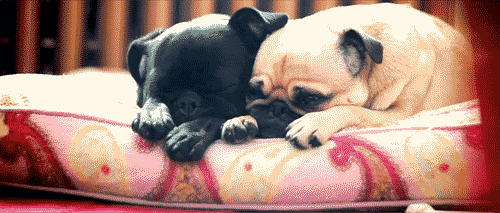 Pug adorable pugs GIF - Find on GIFER