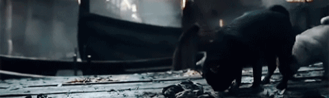 Pugs GIF - Find on GIFER