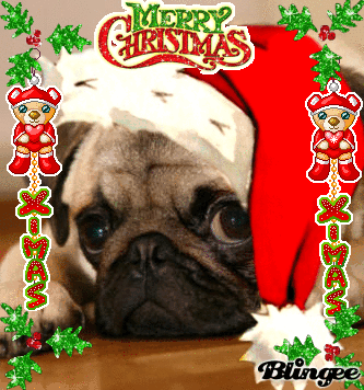 Pugs GIF - Find on GIFER