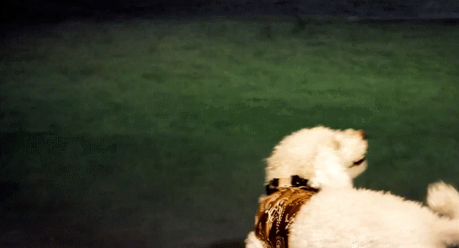 Movie boogie doggie GIF - Find on GIFER