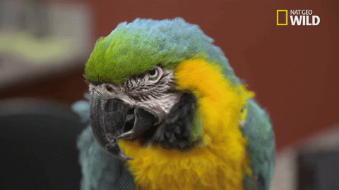 Nat geo wild exotic GIF - Find on GIFER