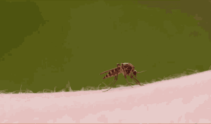 Mosquito GIF - Find on GIFER