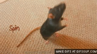 Rat GIF - Find on GIFER