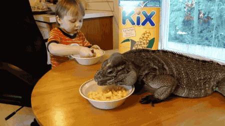 Iguana GIF - Find on GIFER
