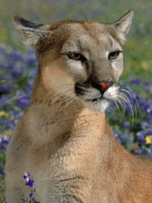 Lions GIF - Find on GIFER