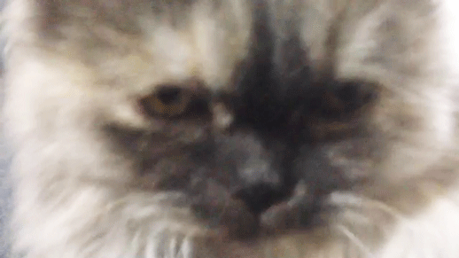 GIF danilo - animated GIF on GIFER