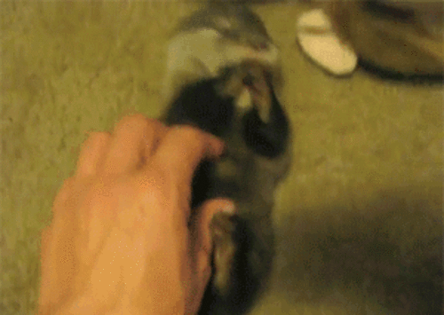 Someone cuteness bucket GIF - Find on GIFER