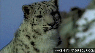 GIF leopard - animated GIF on GIFER