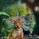 GIF leopard - animated GIF on GIFER