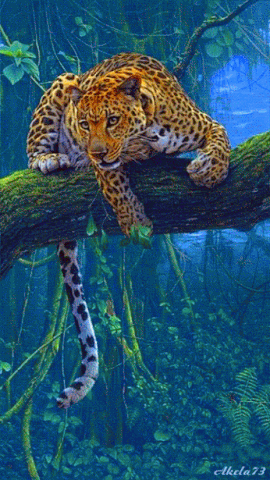 Leopard GIF - Find on GIFER