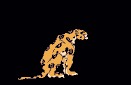 Leopard GIF - Find on GIFER