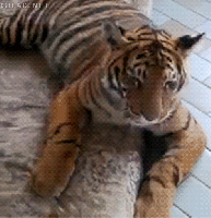 Tiger GIF - Find on GIFER
