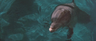 GIF jaws grog guts - animated GIF on GIFER