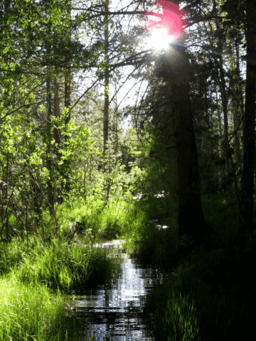 GIF stream - animated GIF on GIFER