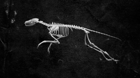 Running skeleton scrolling GIF - Find on GIFER