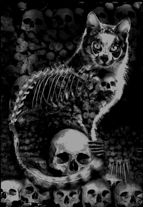 Morbid cat black and white GIF - Find on GIFER