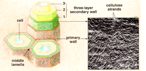 GIF cell - animated GIF on GIFER