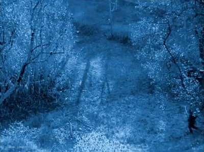 GIF silent film - animated GIF on GIFER