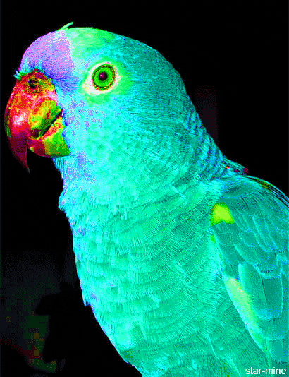 GIF rainbow birds flashy - animated GIF on GIFER