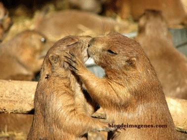 Animales GIF - Find on GIFER