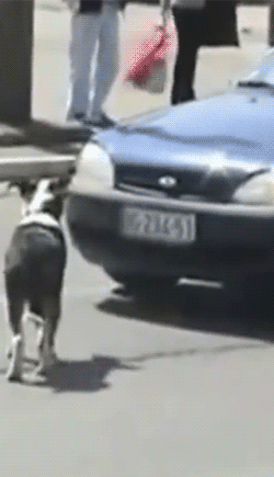 GIF fun funny animation - animated GIF on GIFER