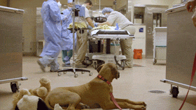 Dog animals animal GIF - Find on GIFER