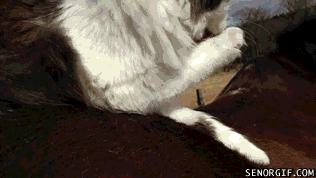 GIF horses cat cats - animated GIF on GIFER