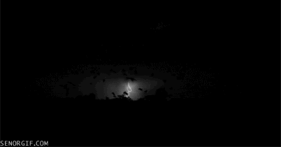 Science nature birds GIF - Find on GIFER