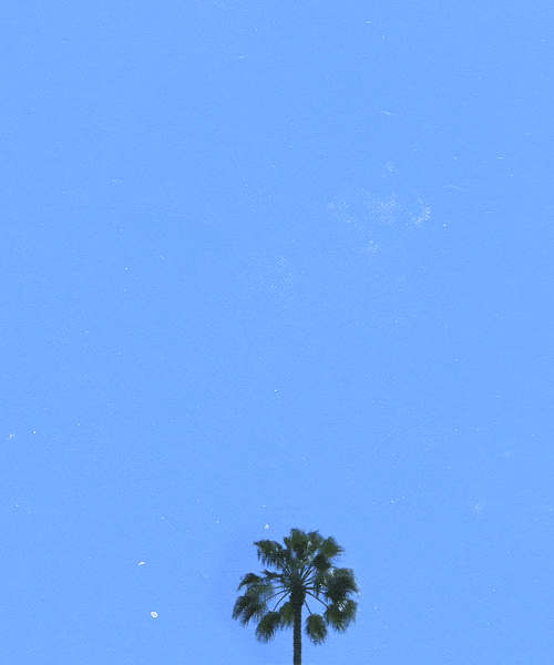 Palm tree 30 seconds to mars 30stm GIF - Find on GIFER