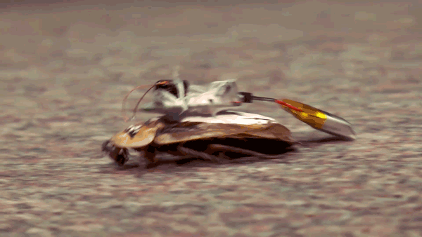 Cockroach control GIF - Find on GIFER