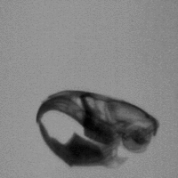 Scan GIF - Find on GIFER