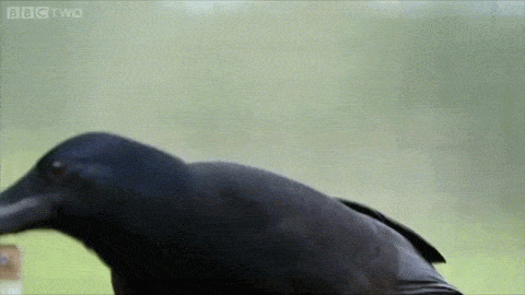 Crows GIF - Find on GIFER