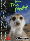 Meerkat GIF - Find on GIFER