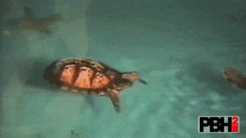 Meerkat GIF - Find on GIFER