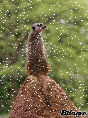 GIF meerkat - animated GIF on GIFER
