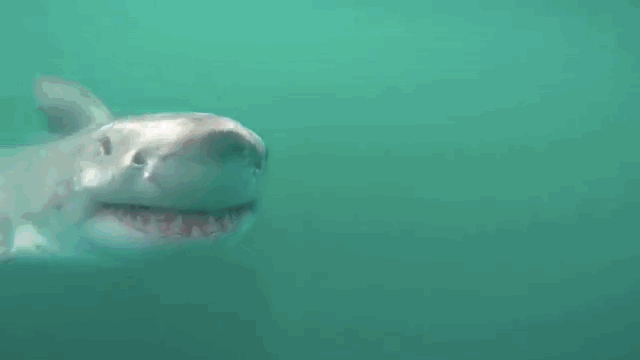 Shark GIF - Find on GIFER