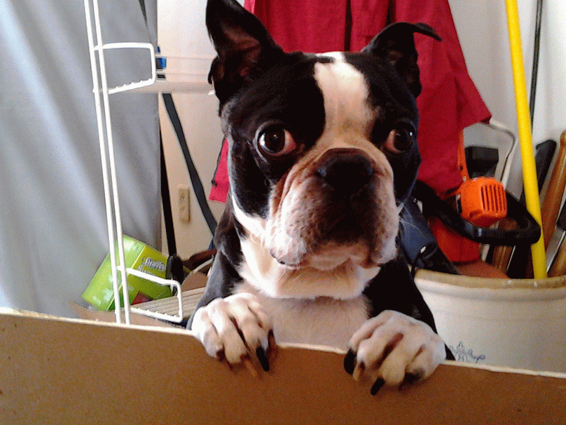 Boston terrier GIF - Find on GIFER