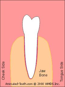 Teeth GIF - Find on GIFER