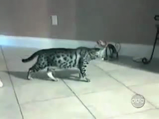 Reflexes GIF - Find on GIFER