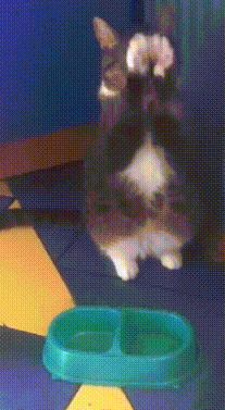 GIF 3d crazy bounce - animated GIF on GIFER