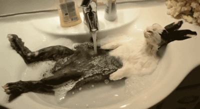 Home bath tonight GIF - Find on GIFER
